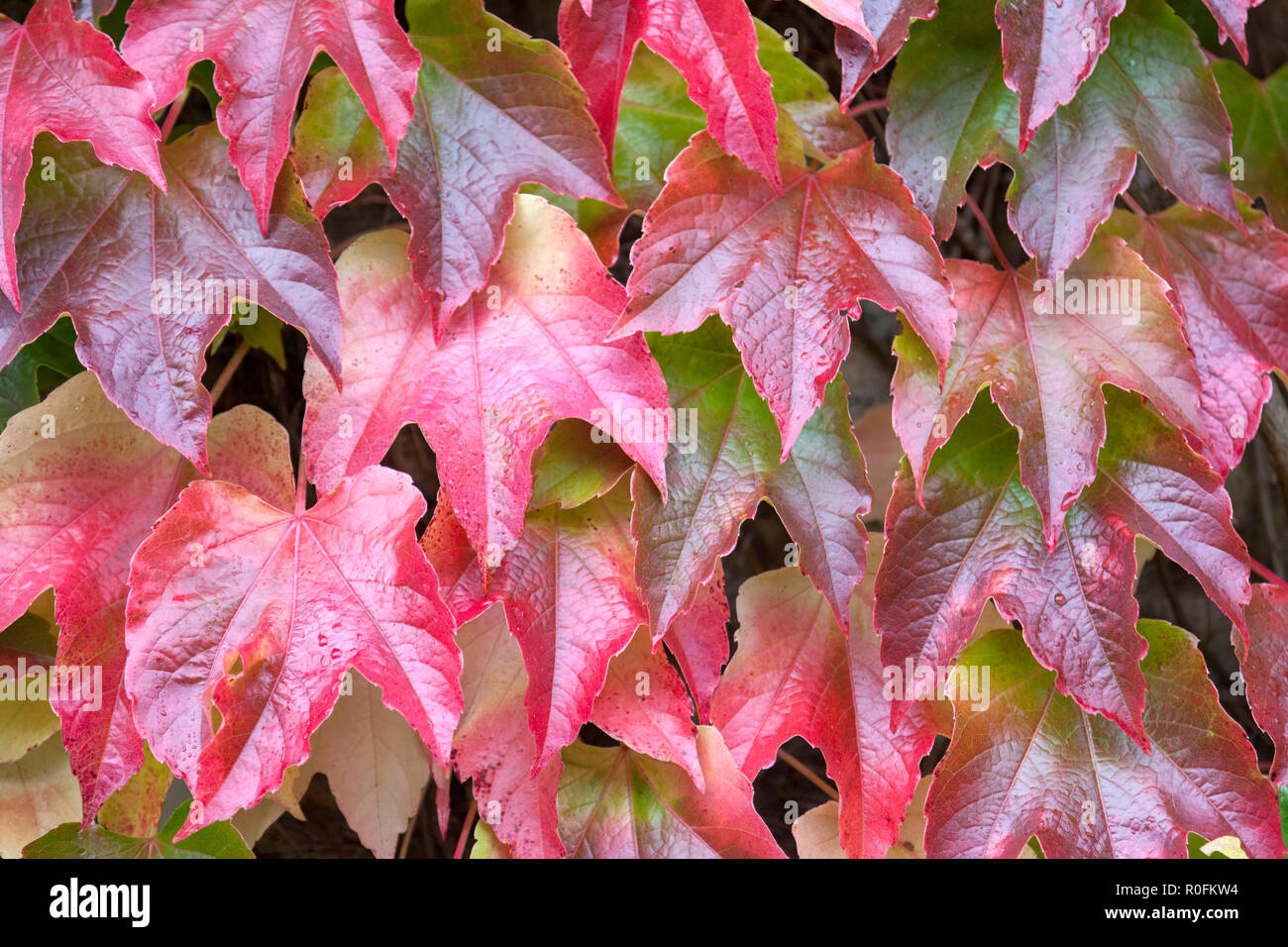 Boston Ivy growing on a wall, the leaves just starting to turn red in ...