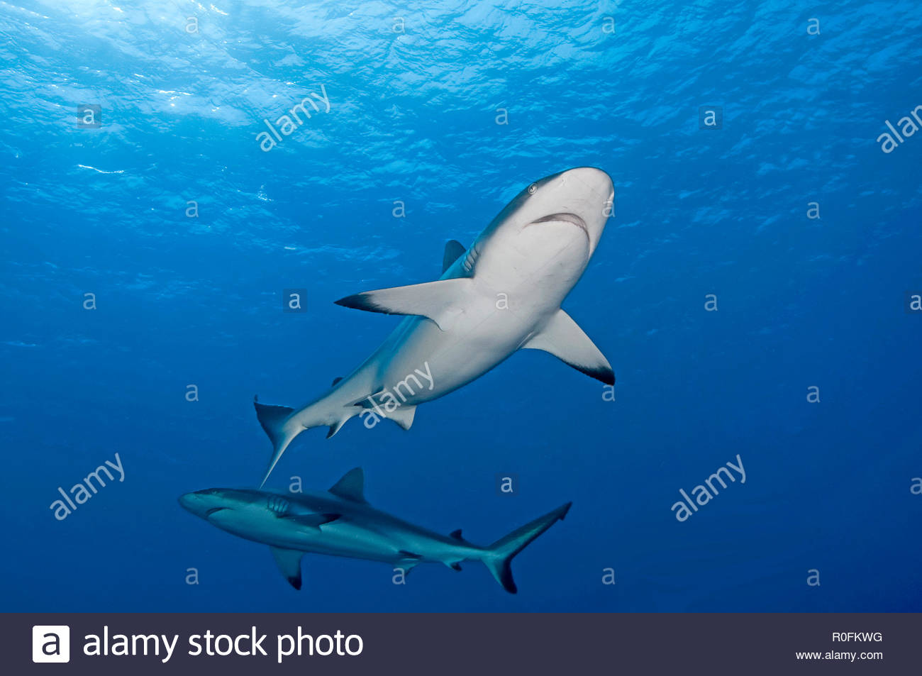 Graue Stock Photos & Graue Stock Images - Alamy