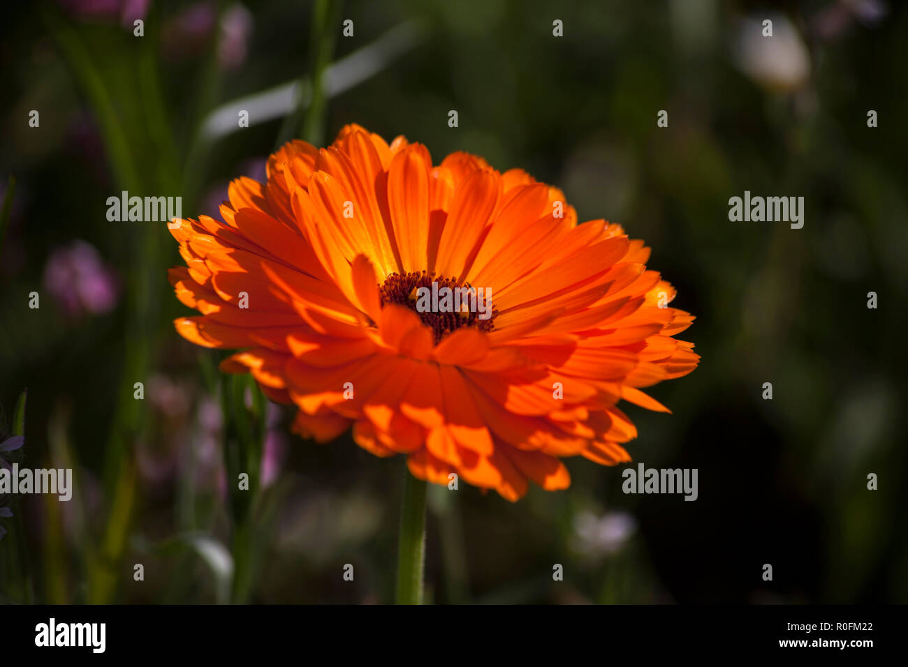 English marigold hi-res stock photography and images - Alamy