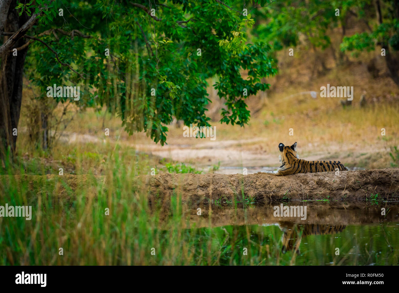Indian jungle hi-res stock photography and images - Alamy