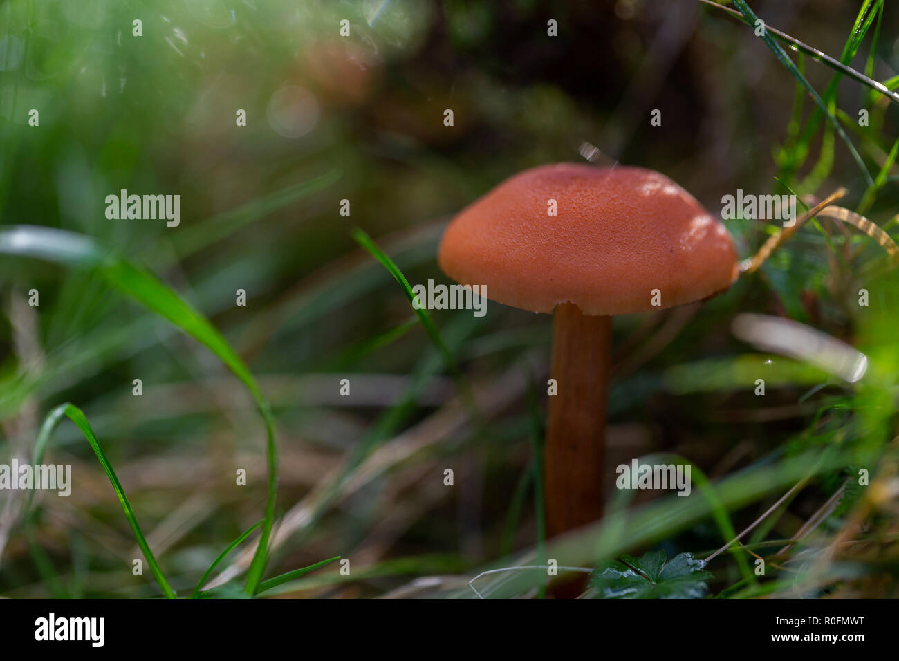 Mushroom scale hi-res stock photography and images - Alamy