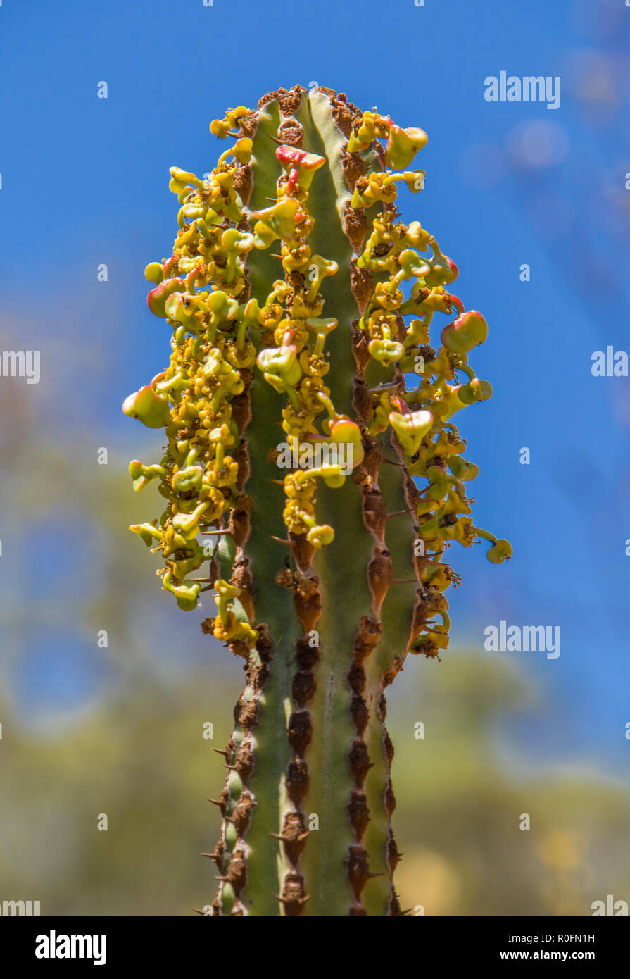 Flowers in garden, spring has arrived Stock Photo - Alamy