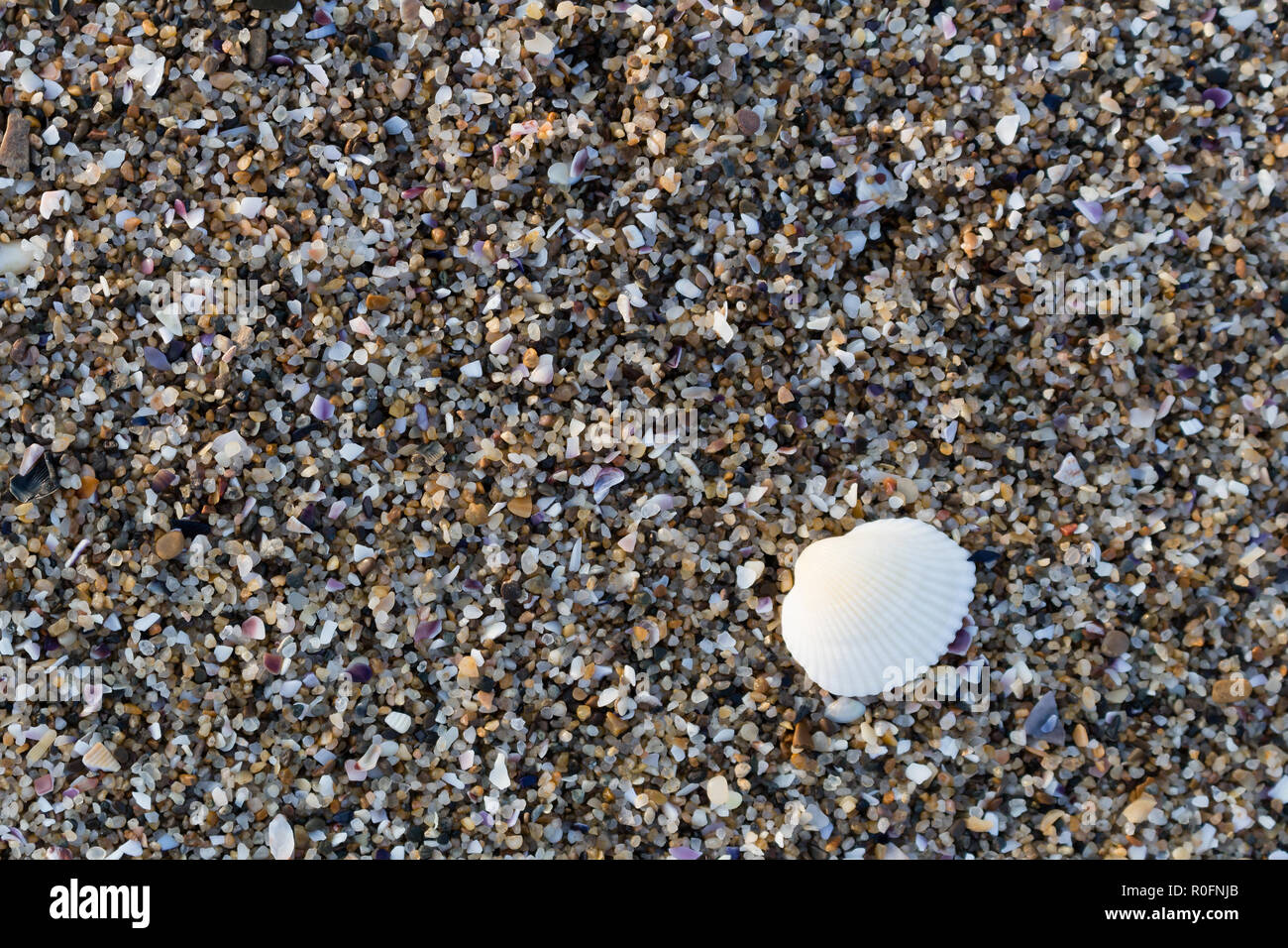 Sea shell on sandy beach. Summer background. Top view Stock Photo - Alamy