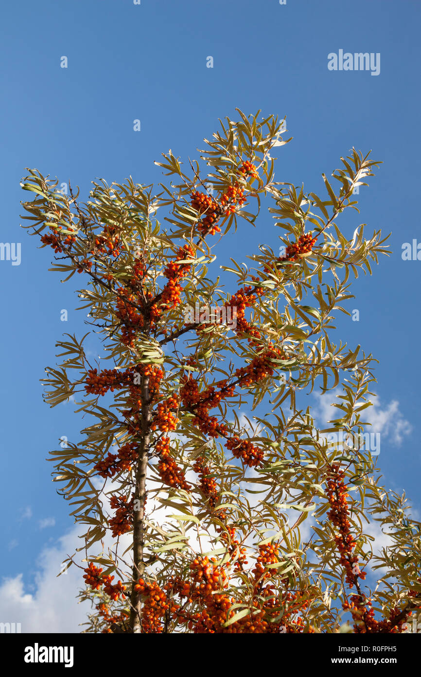 Branch of Sallow thorn with fruits (Hippophae rhamnoides Stock Photo ...