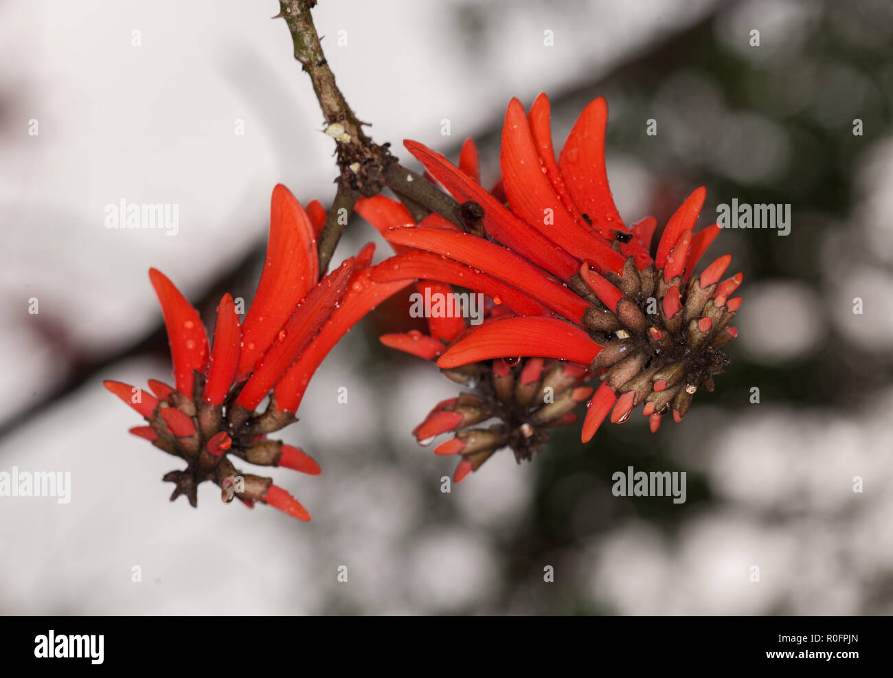 Flowers in garden, spring has arrived Stock Photo - Alamy