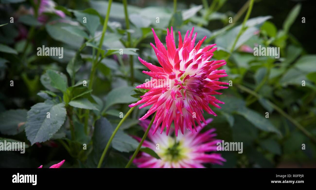 Sandringham gardens winter hi-res stock photography and images - Alamy