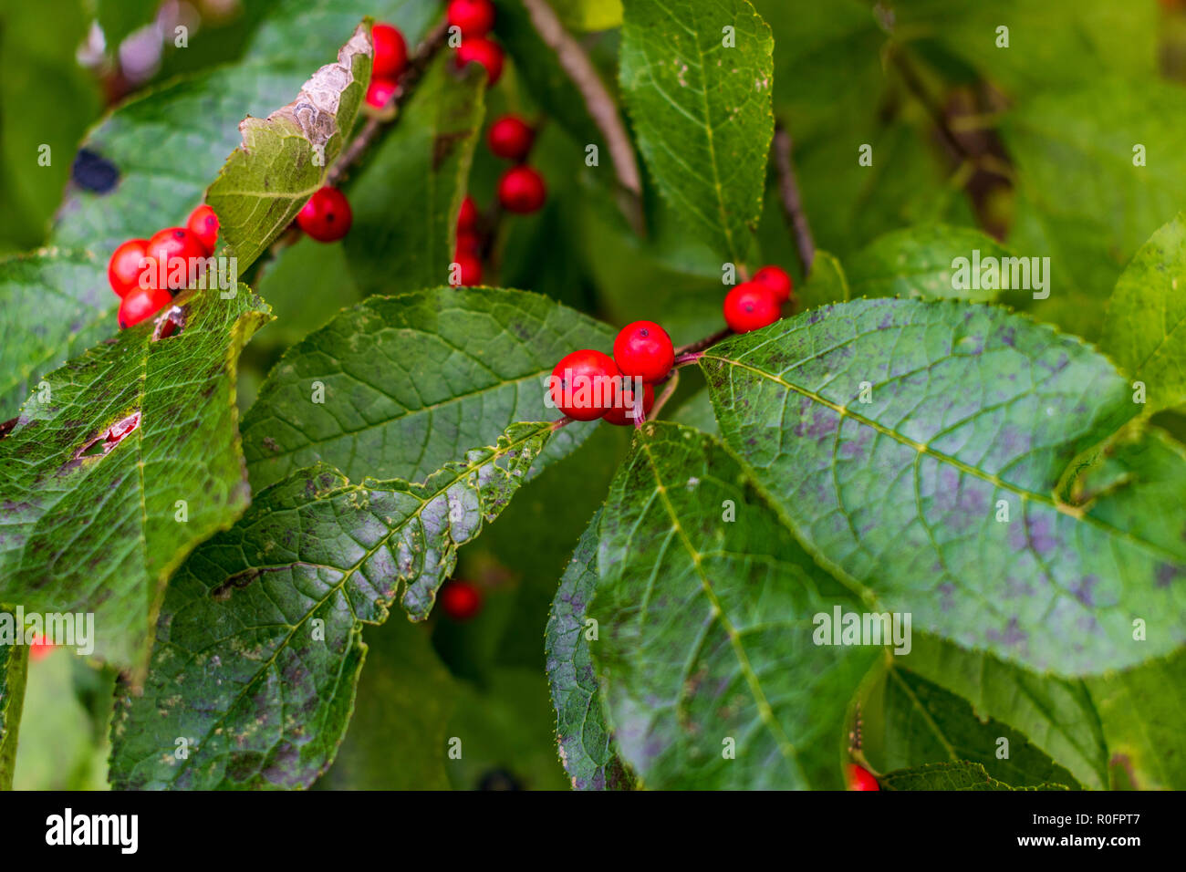 Red winterberry hi-res stock photography and images - Alamy