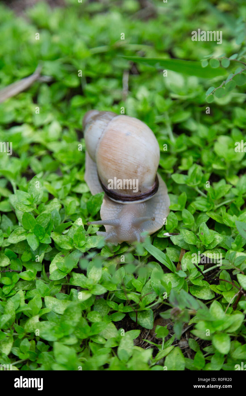 Megalobulimus hi-res stock photography and images - Alamy