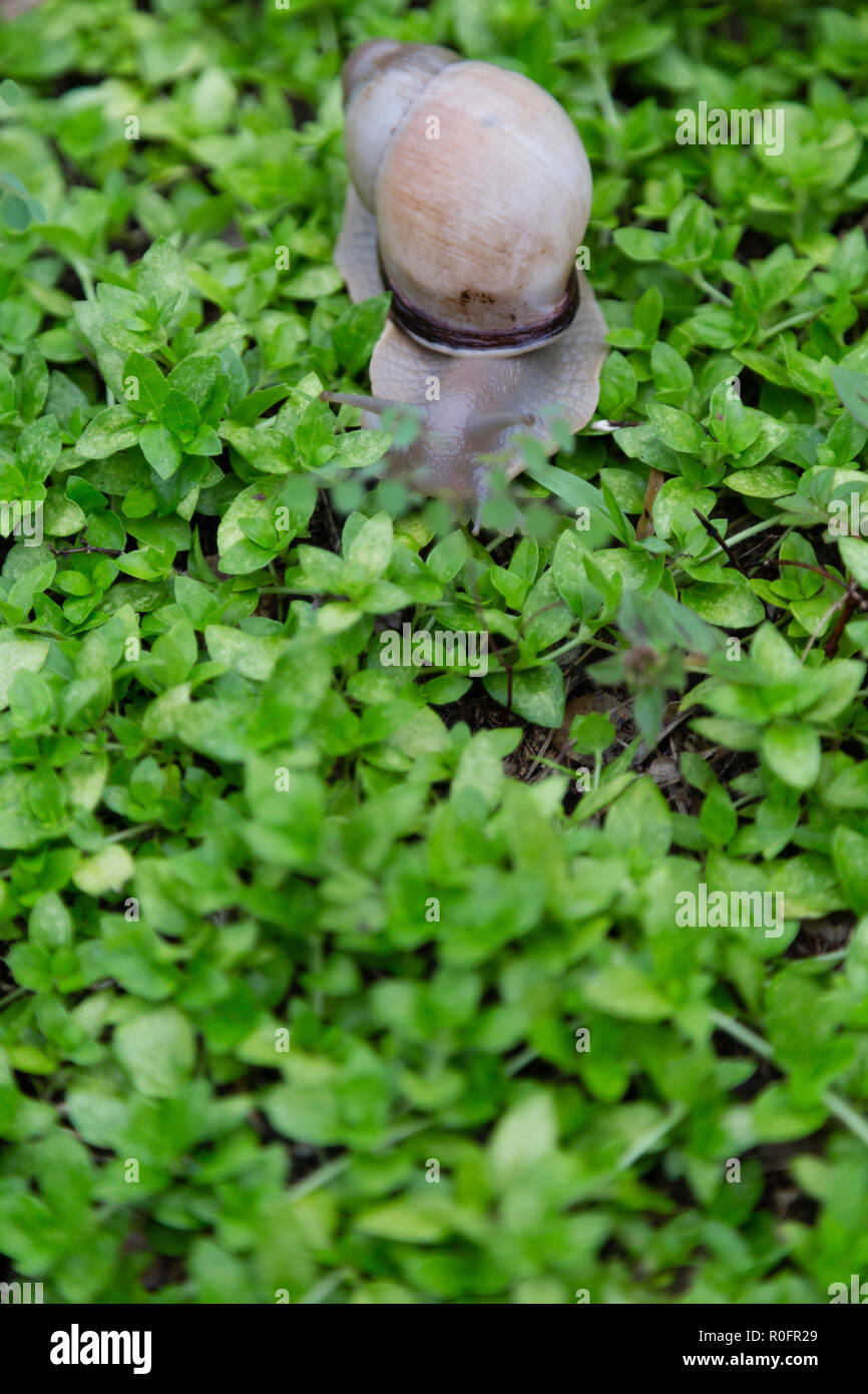 Megalobulimus hi-res stock photography and images - Alamy