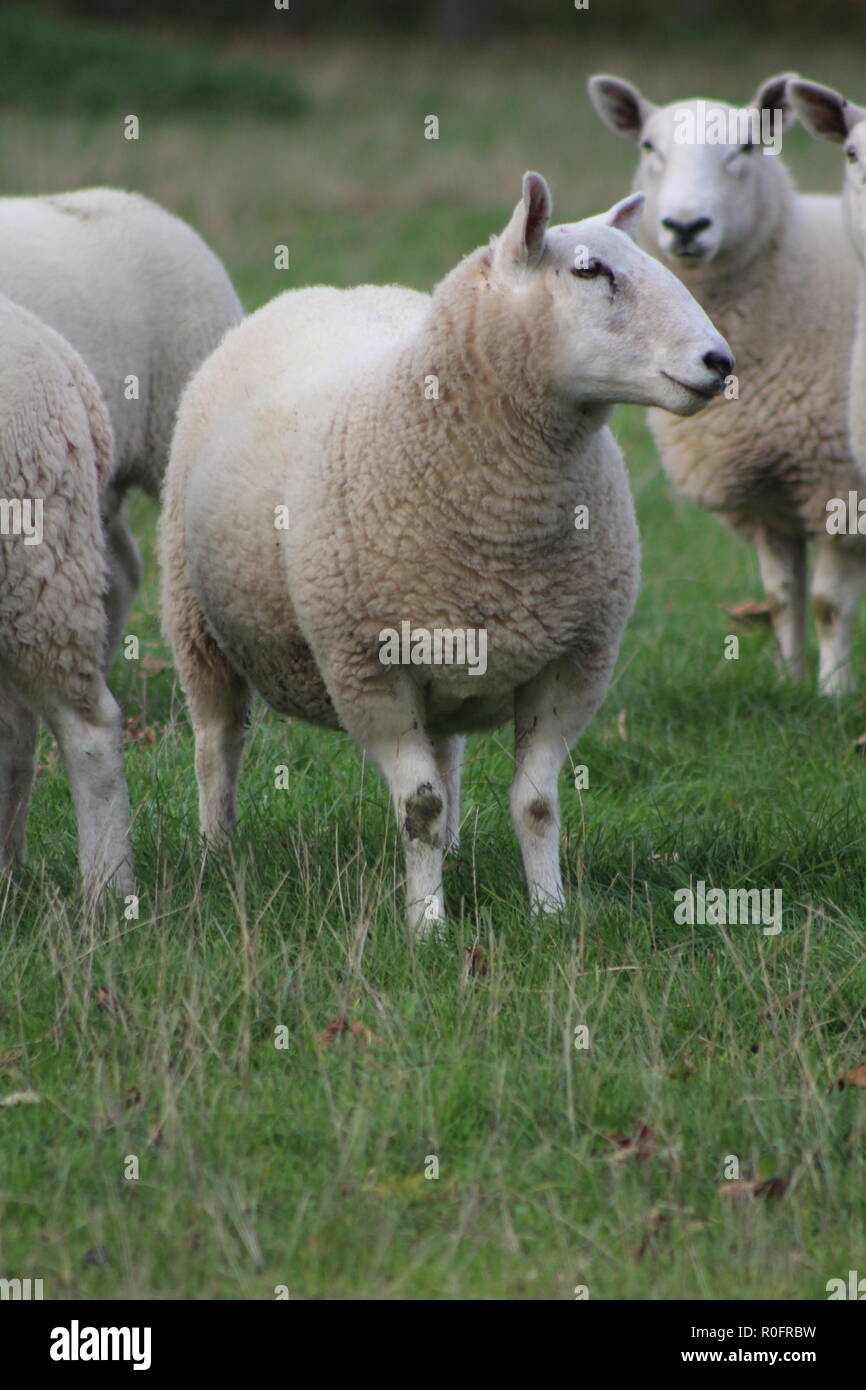Intensive farming sheep uk hi-res stock photography and images - Alamy
