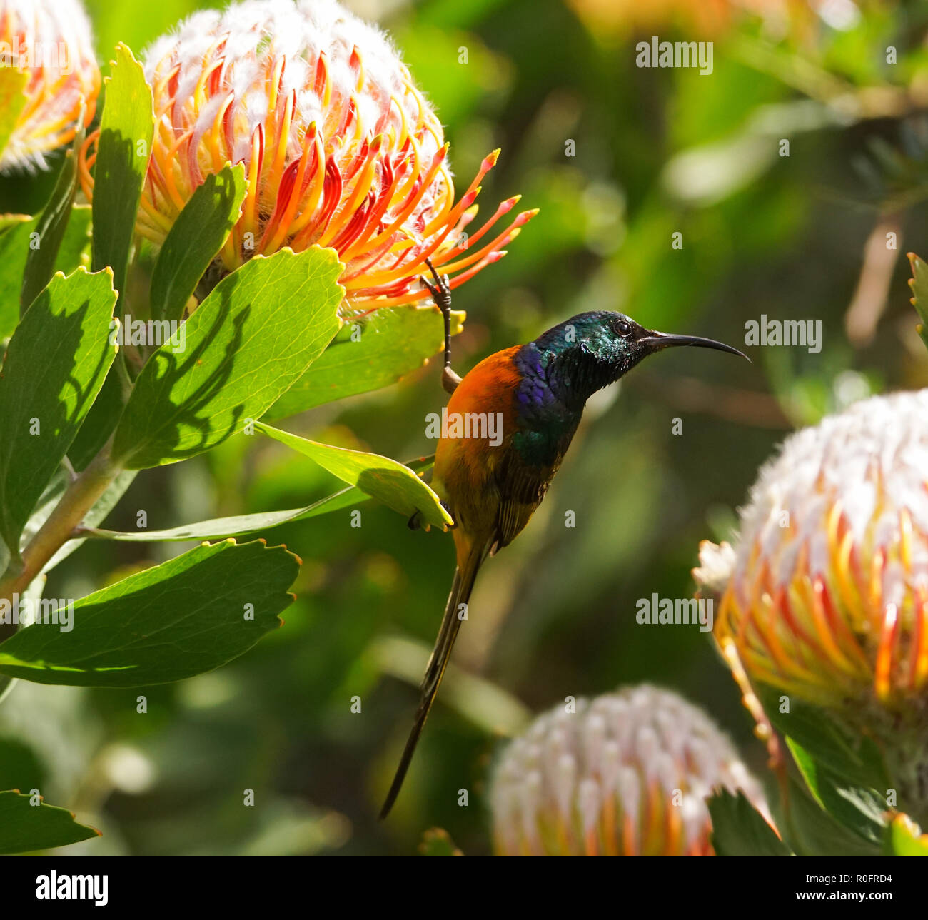 Orange Breasted Sunbird Stock Photo - Alamy