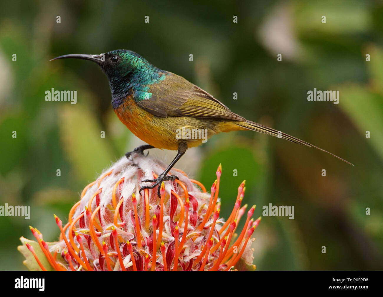 Orange Breasted Sunbird Stock Photo - Alamy