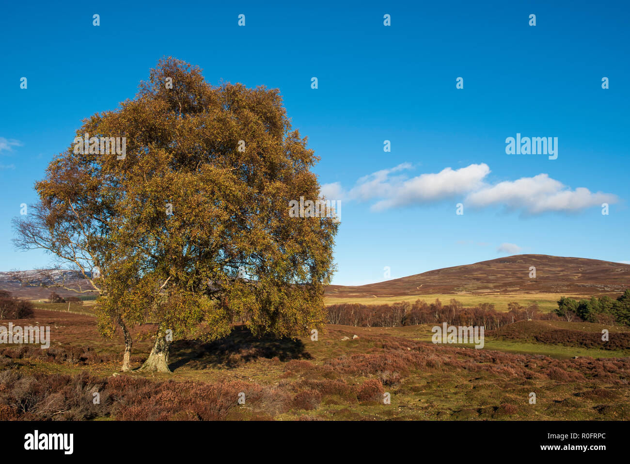 Downy Birch High Resolution Stock Photography and Images - Alamy