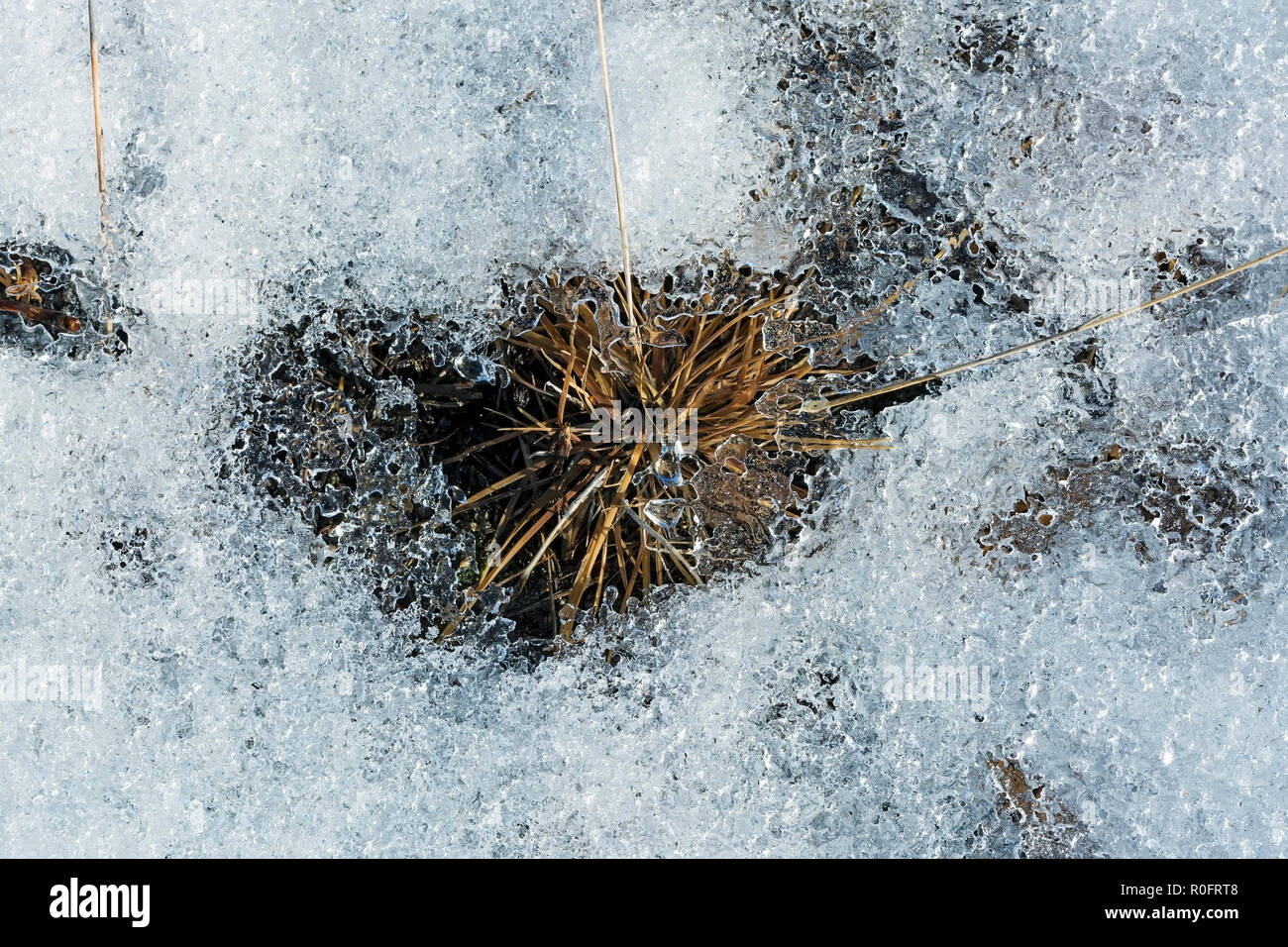 melt snow close-up, perfect as a winter or spring season background or ...