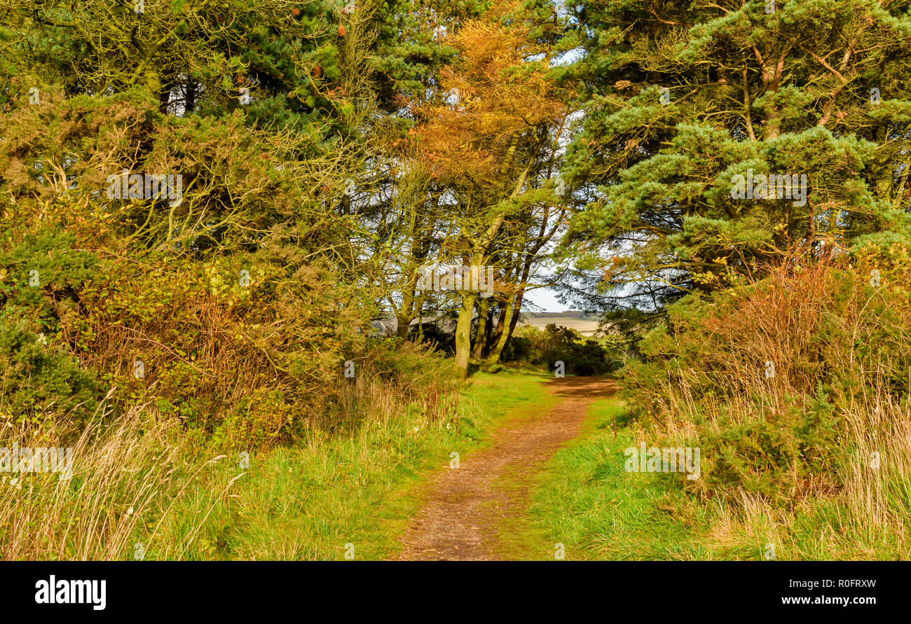 Pathway through nature reserve hi-res stock photography and images - Alamy