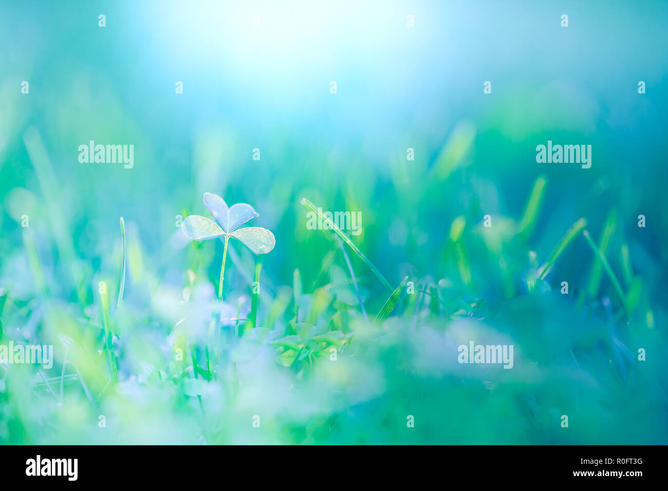 Bright wet green grass with dew lawn background. Artistic spring summer ...