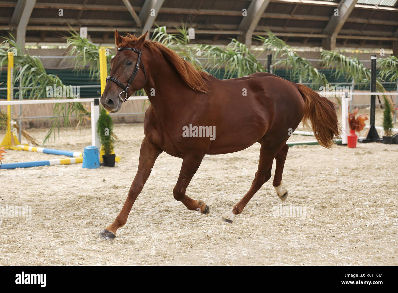Photo of a thoroughbred stallion in action Stock Photo - Alamy