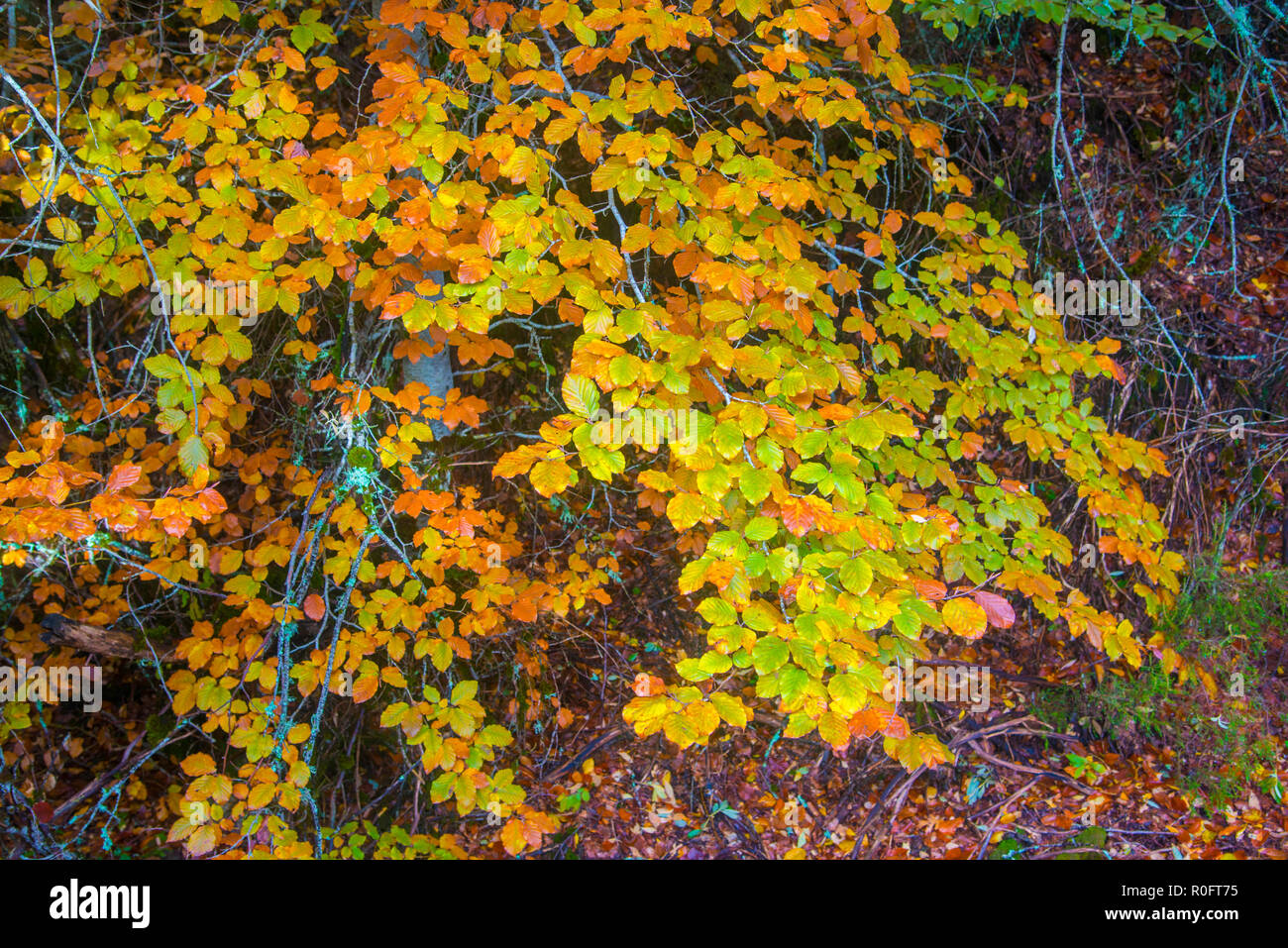 Haya árbol fagus sylvatica hi-res stock photography and images - Alamy