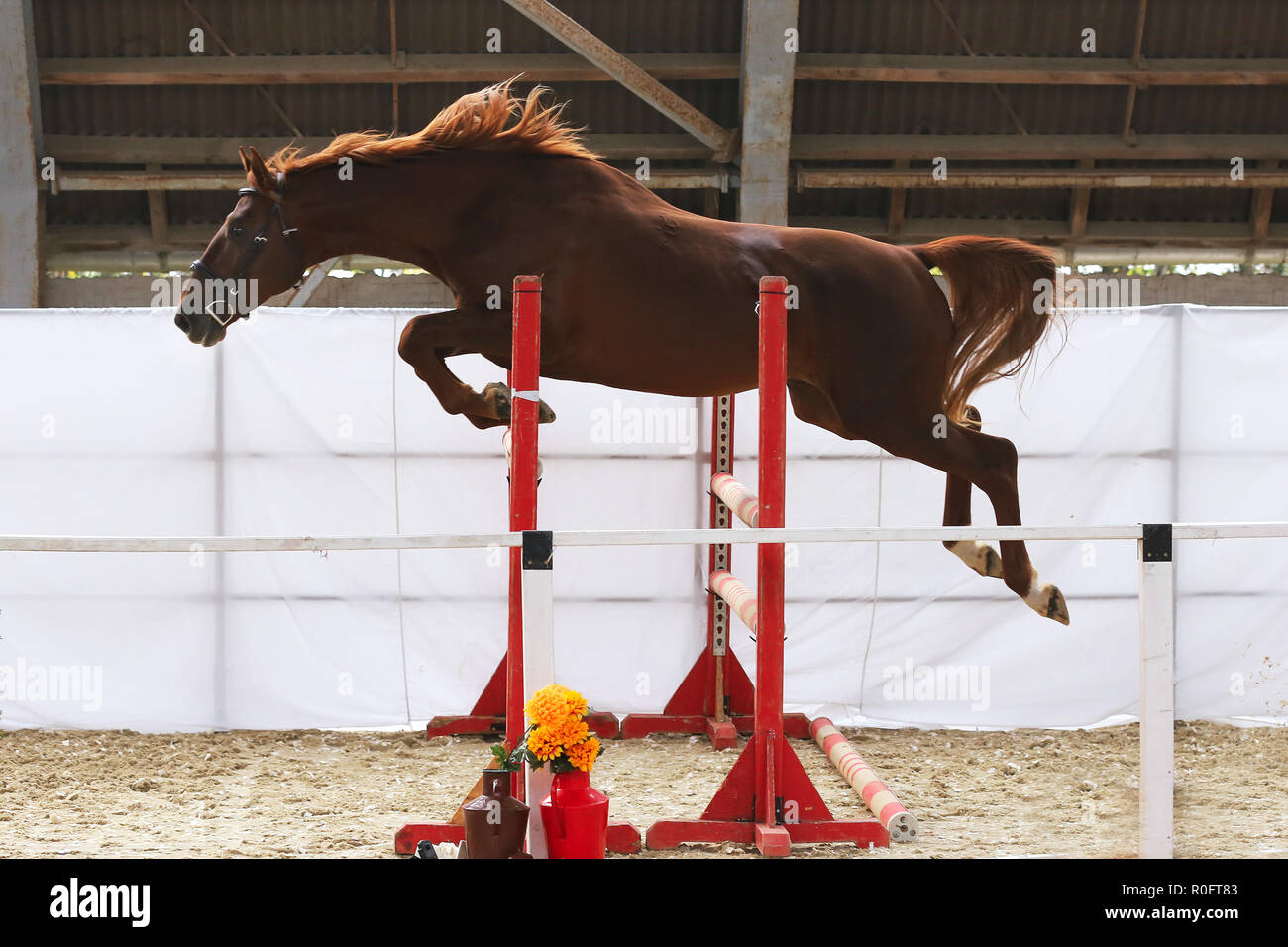 Beautiful young purebred horse jump over barrier. Free jumping in the ...