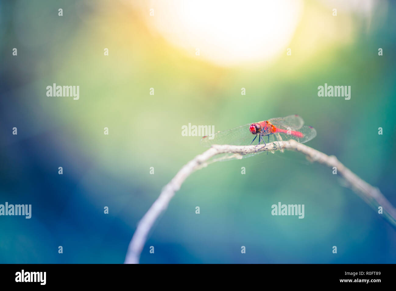 The picture of a vary beautiful dragonfly. Red eye color on dragonfly ...