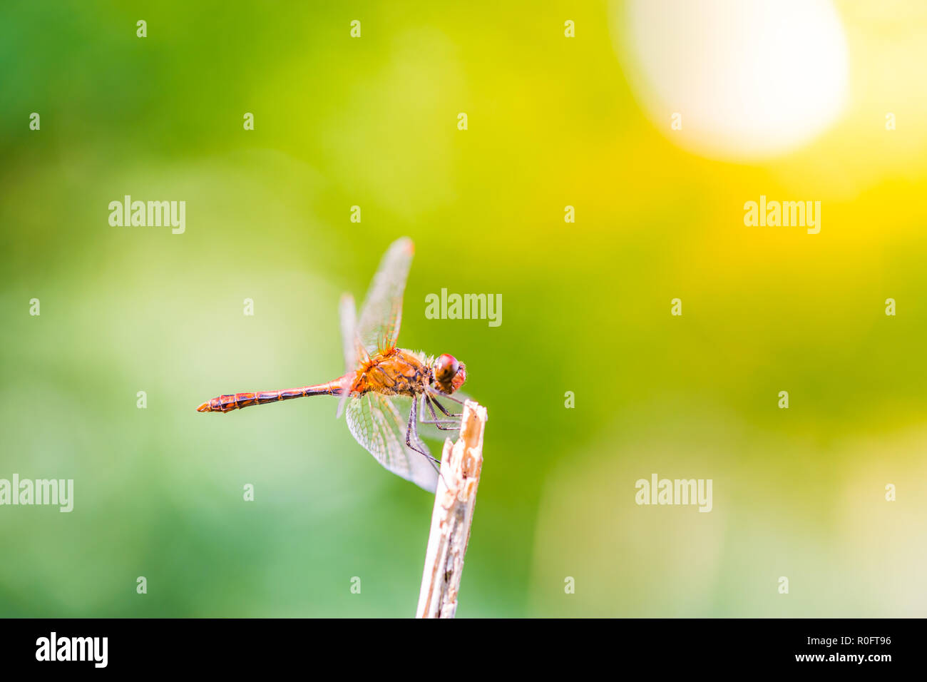 The picture of a vary beautiful dragonfly. Red eye color on dragonfly ...