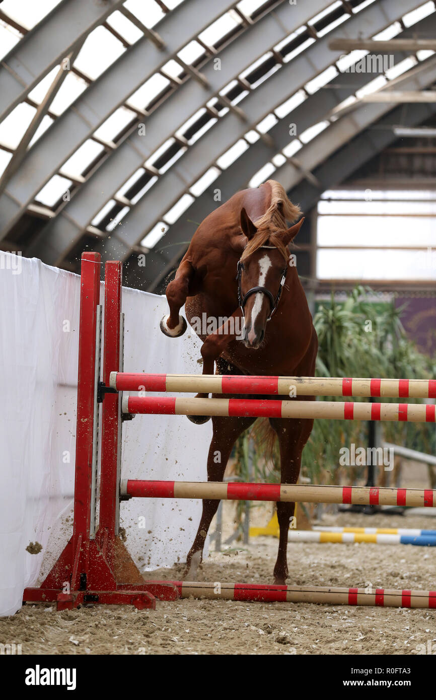 Horses Free Jumping Really High