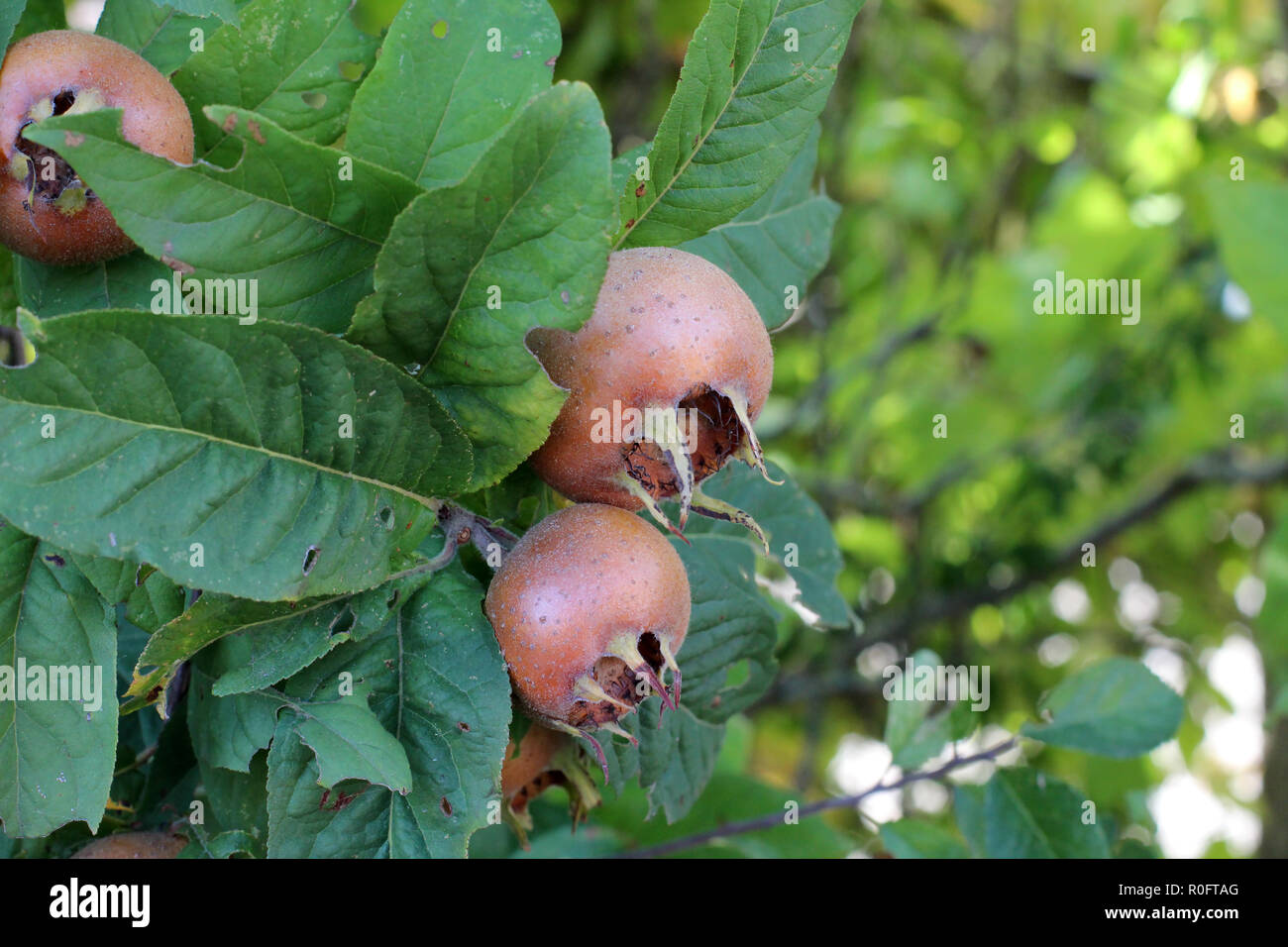 Fruit of Mespilus germanica, also named common medlar at a tree Stock ...