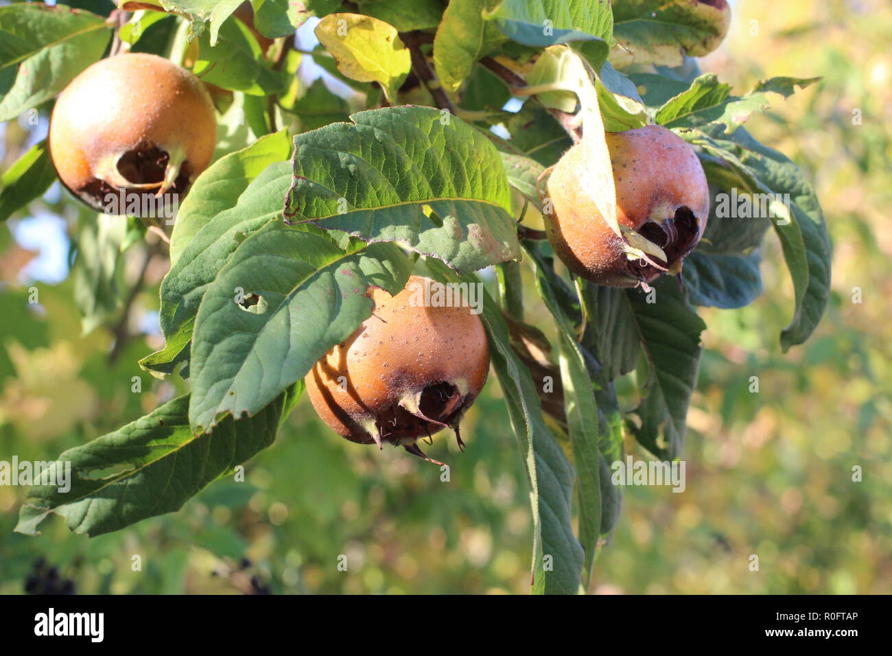 Fruit of Mespilus germanica, also named common medlar at a tree Stock ...