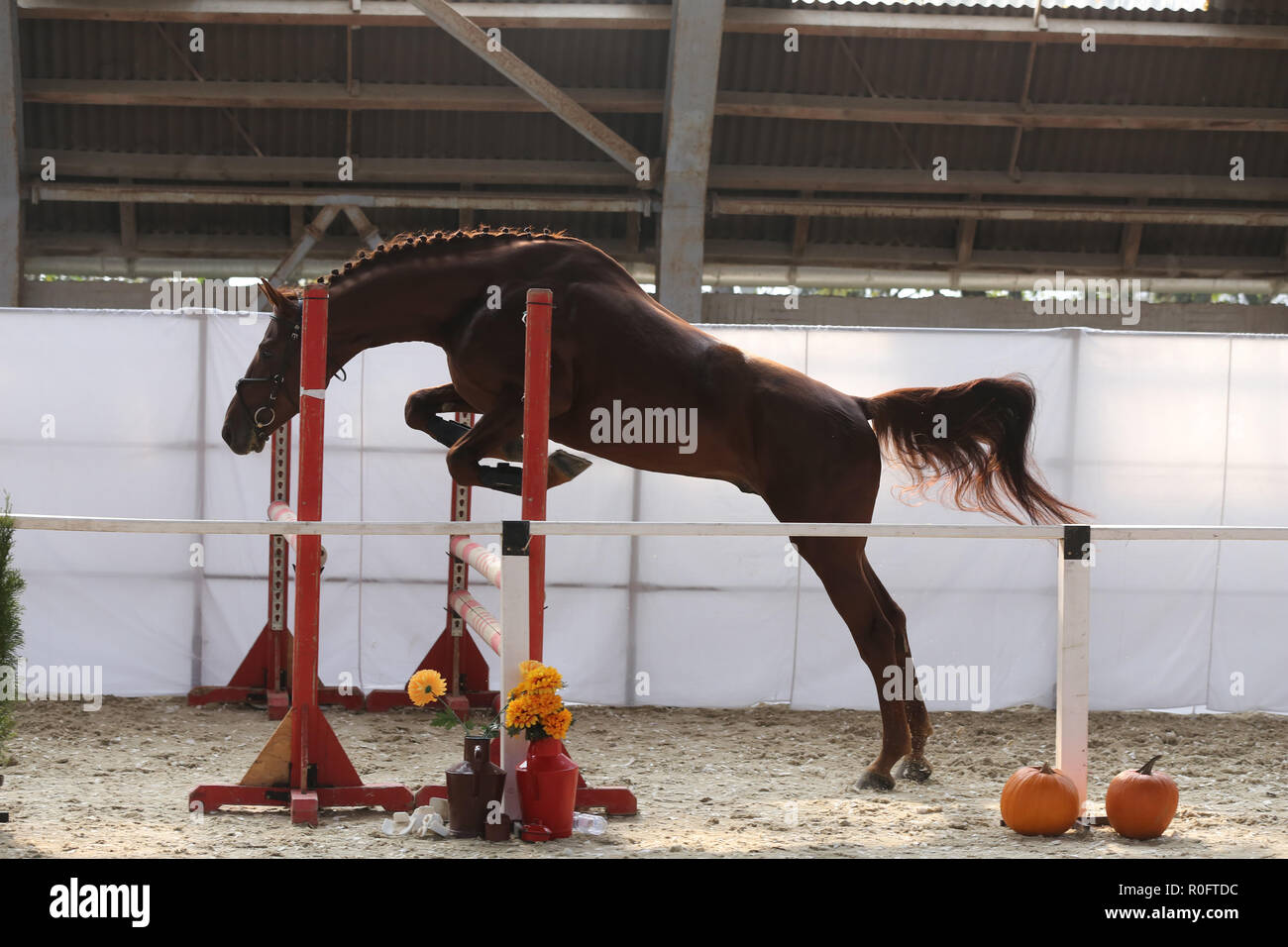 Jumping horse without rider hi-res stock photography and images - Alamy