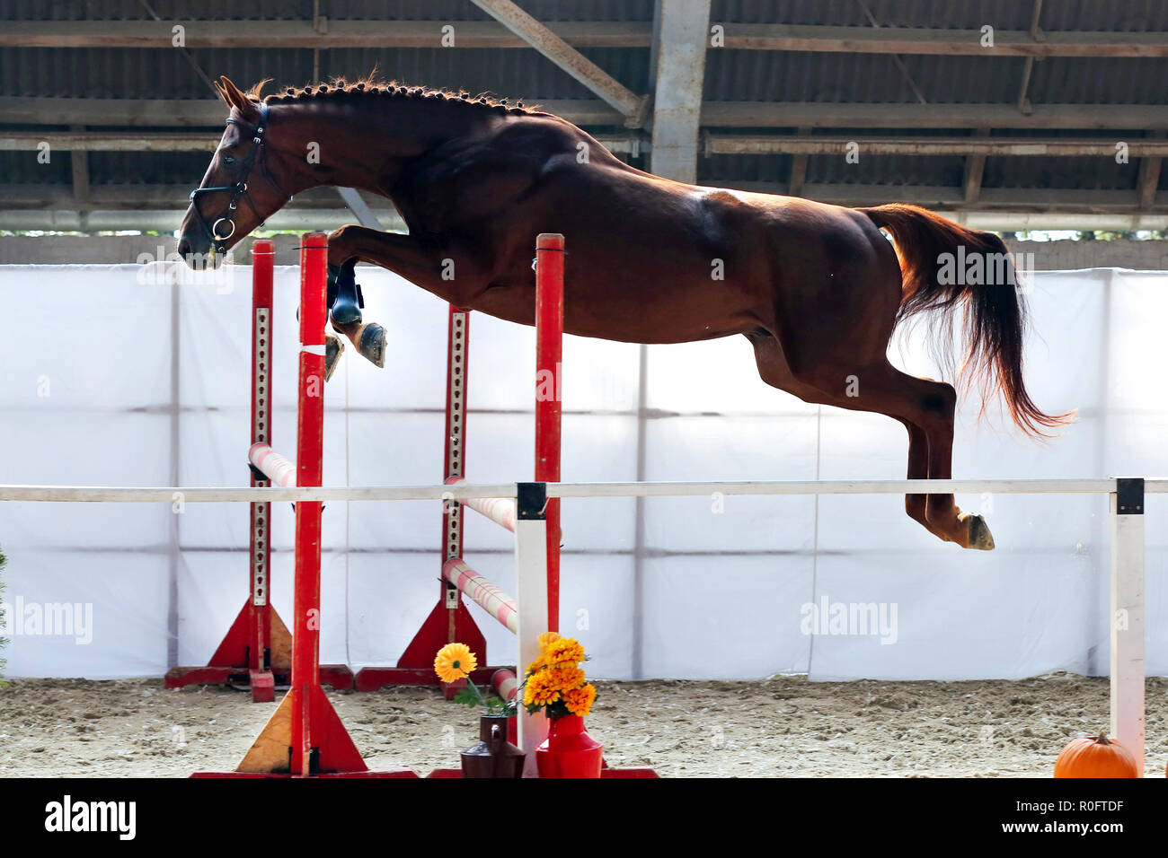 Yearling jumping over obstacles on a free jumping competition without ...