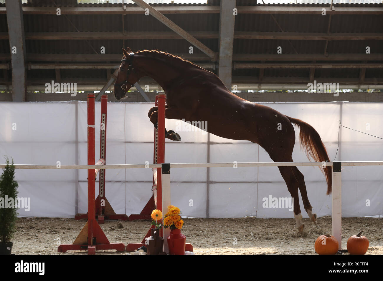 Jumping horse without rider hi-res stock photography and images - Alamy