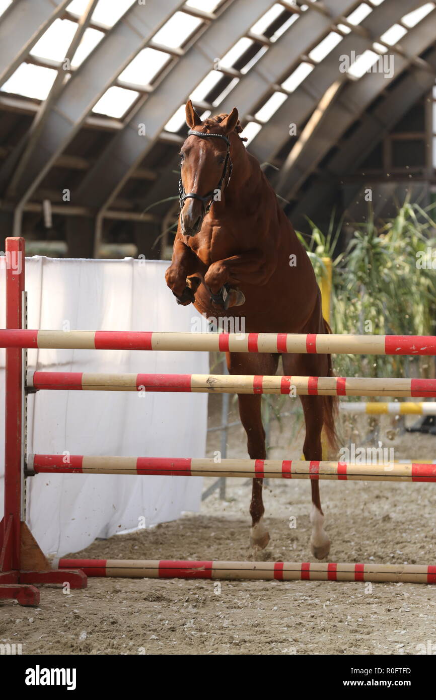 Jumping Horse Without Rider