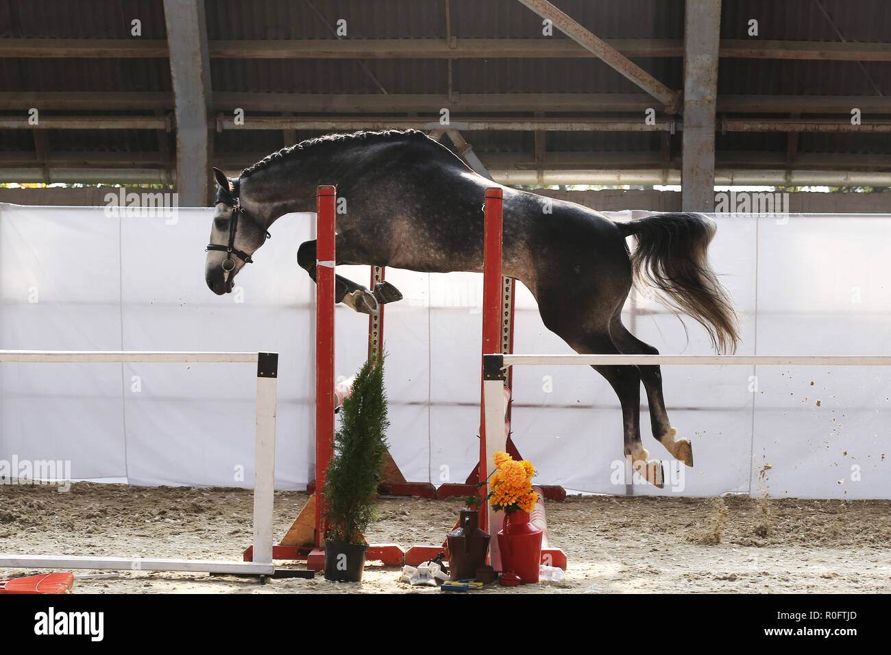 Yearling jumping over obstacles on a free jumping competition without ...