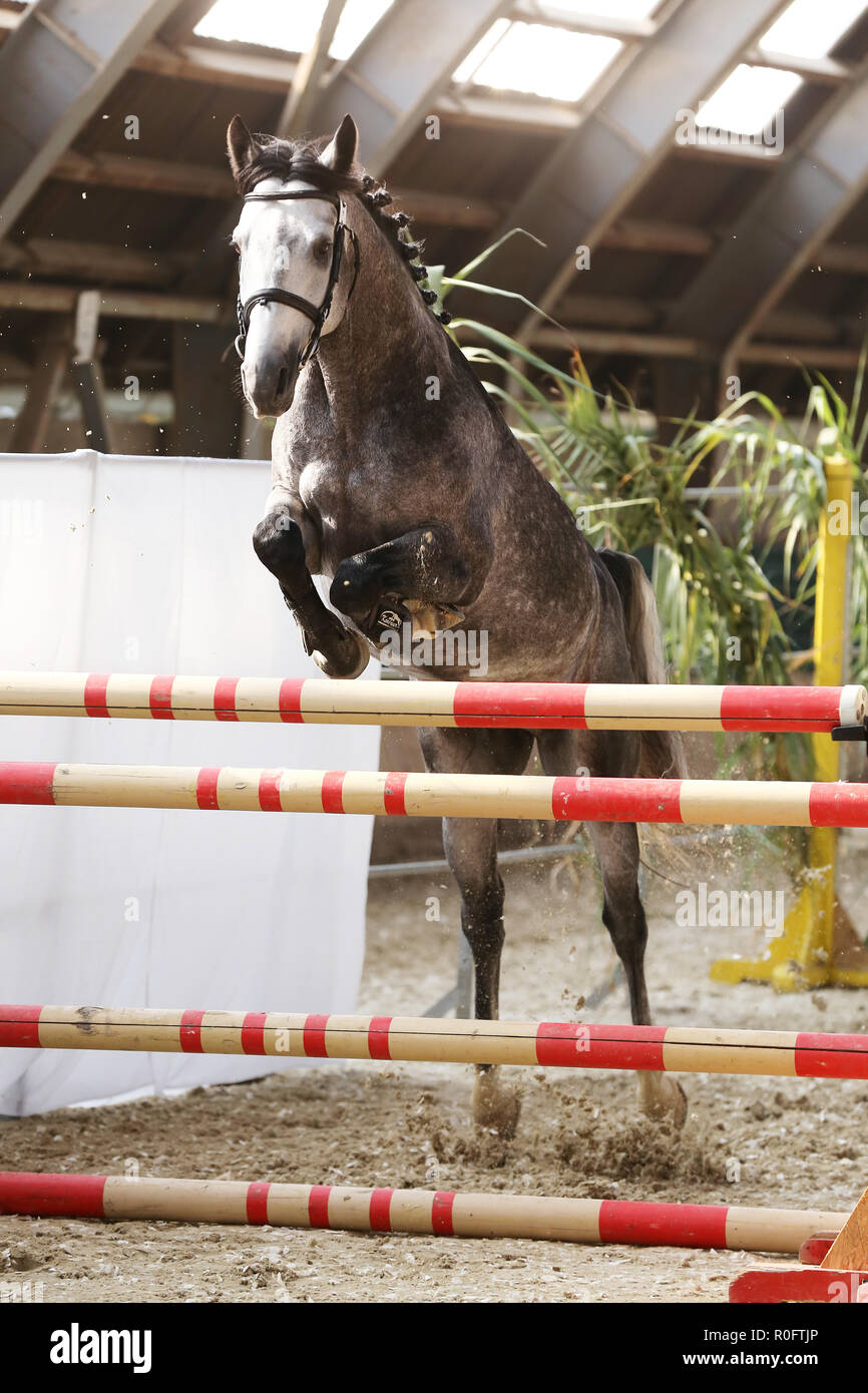 Yearling jumping over obstacles on a free jumping competition without ...