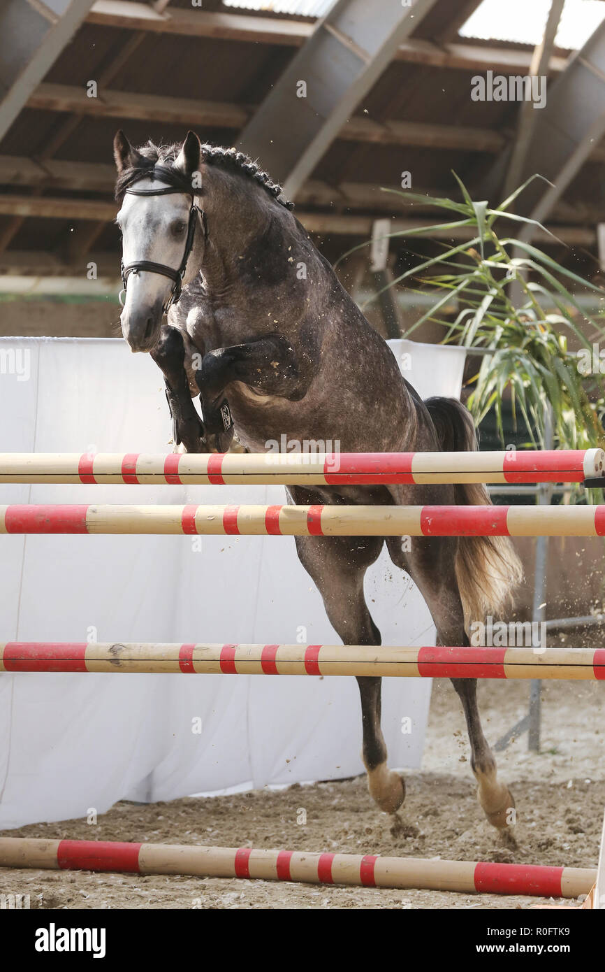 Yearling jumping over obstacles on a free jumping competition without ...