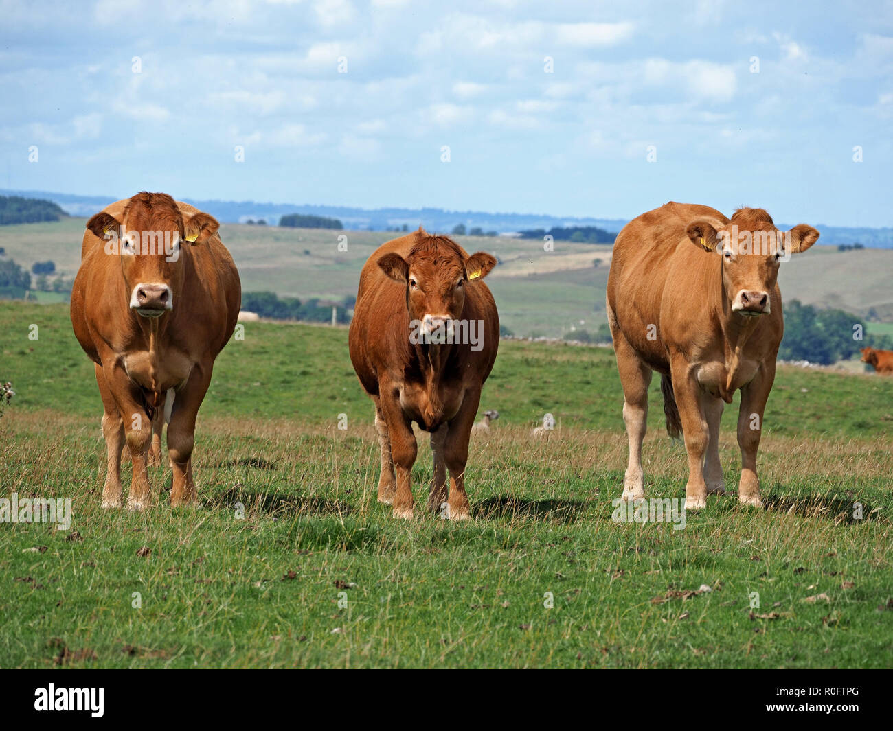 Three eye cow hi-res stock photography and images - Alamy