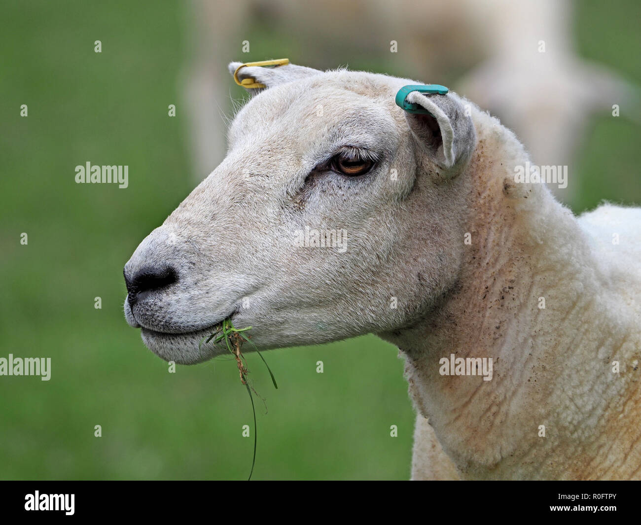 profile view of single white upland sheep with bristly eyebrows chewing ...