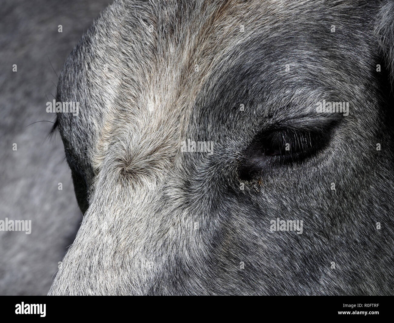 Grey and white cow hi-res stock photography and images - Alamy