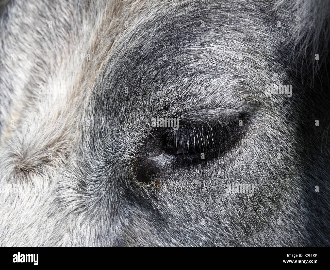 close up study of attentive grey beef cow with attractive salt and ...