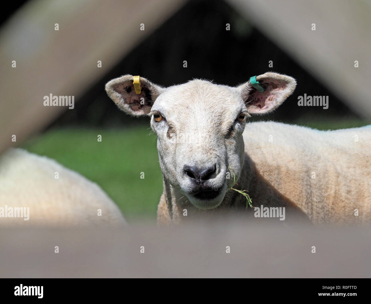 single curious white upland sheep framed by bars of wooden gate chews a ...