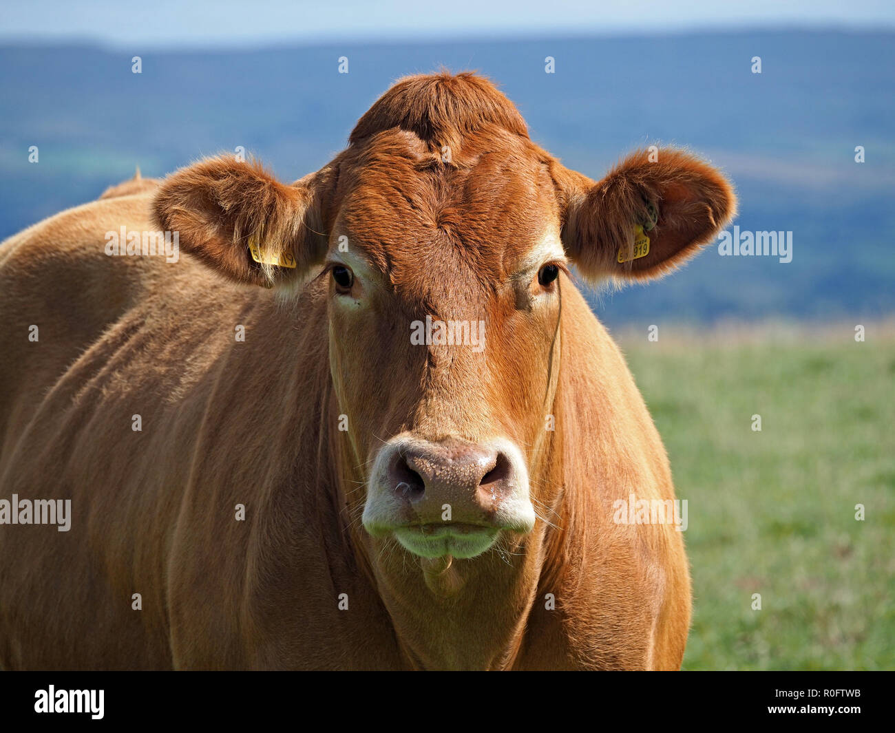 Free fringe hi-res stock photography and images - Alamy