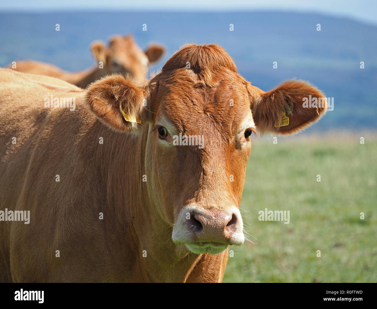 large brown cow with soft features and comical fringe hairstyle staring ...