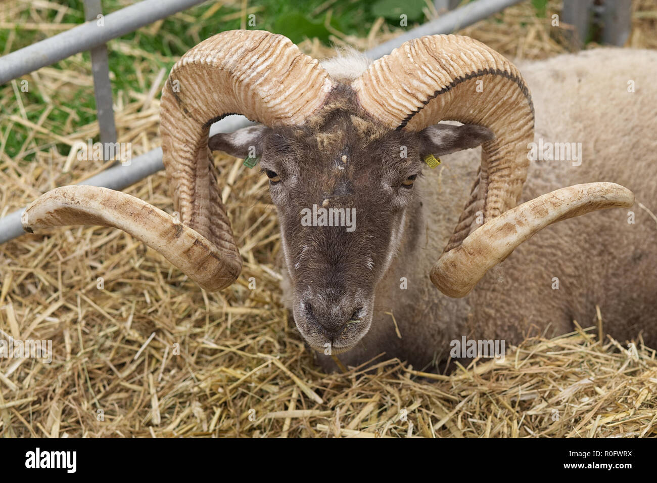 Boreray ram in a pen Stock Photo - Alamy