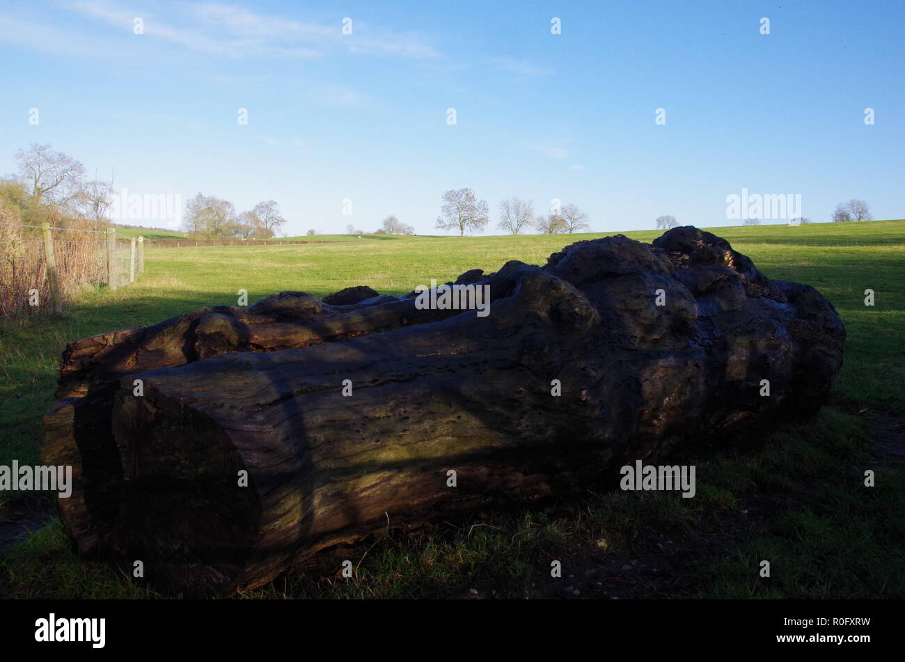 Tree trunk. England. UK Stock Photo - Alamy