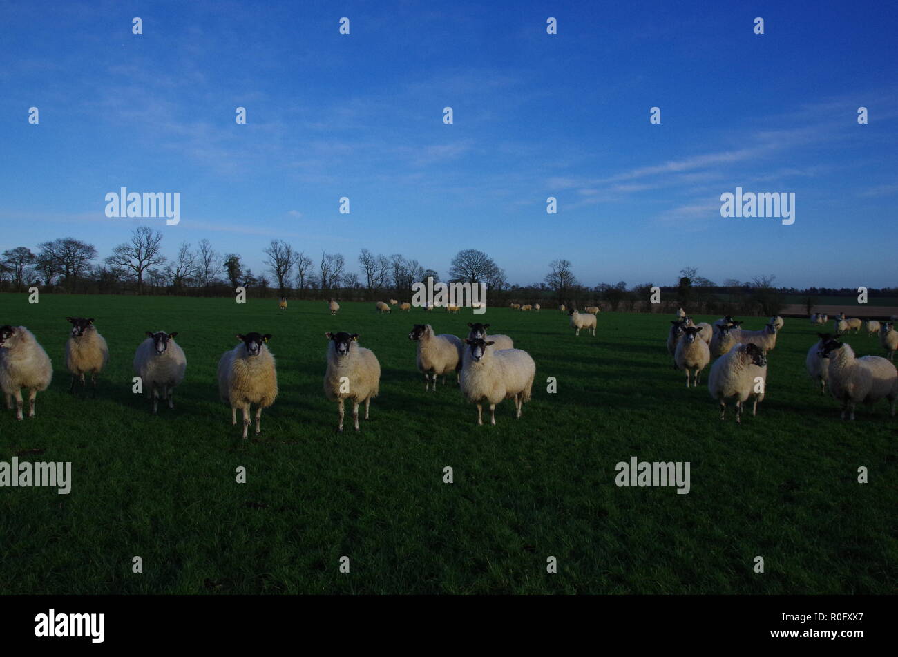 Sheep. England. UK Stock Photo - Alamy