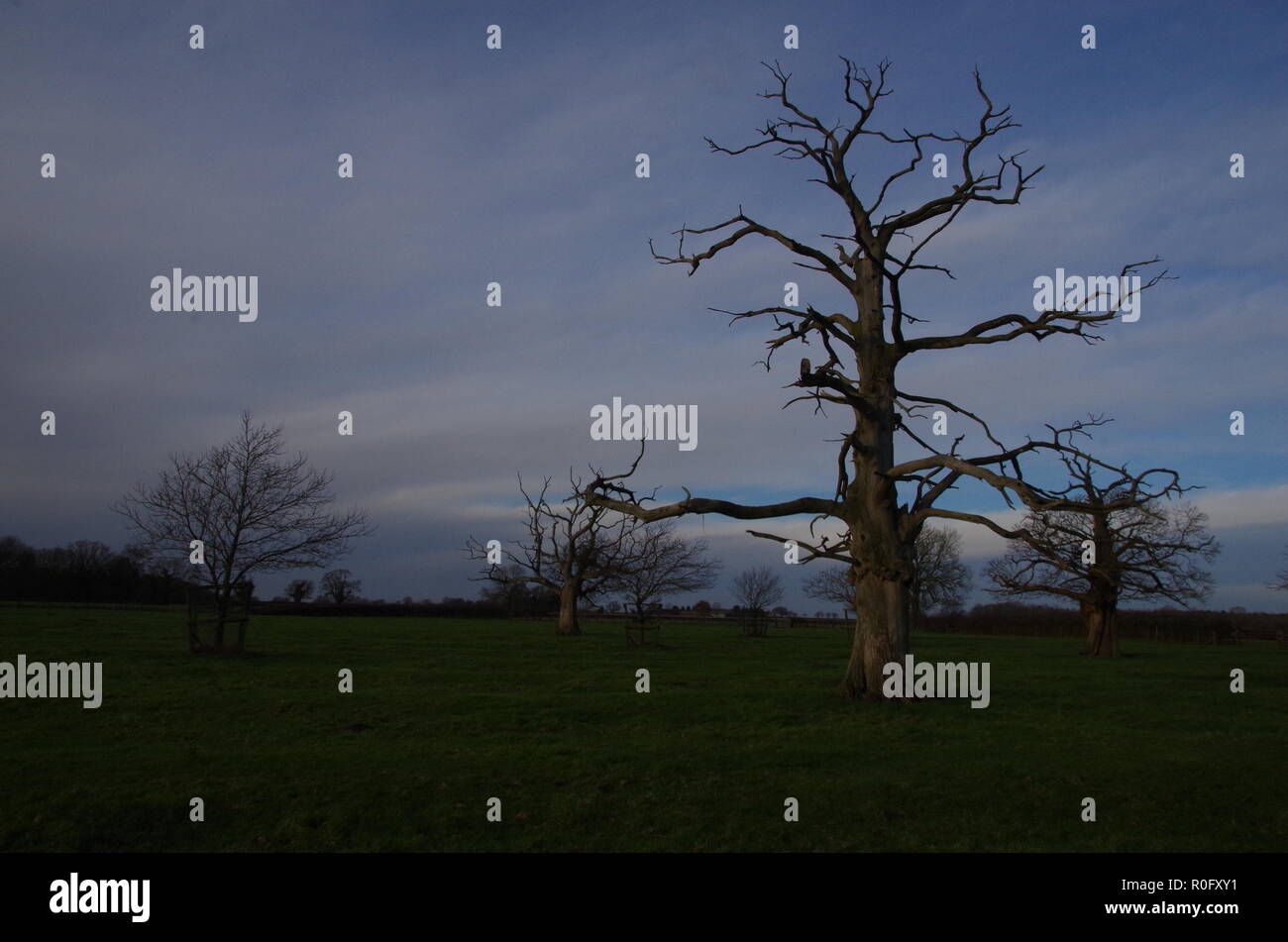 Dead trees. England. UK Stock Photo - Alamy