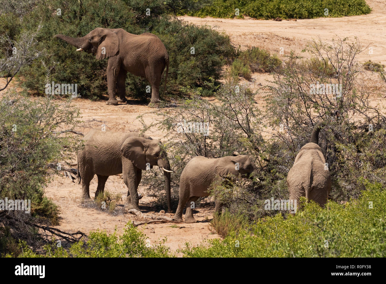 Elephants in namibia hi-res stock photography and images - Alamy