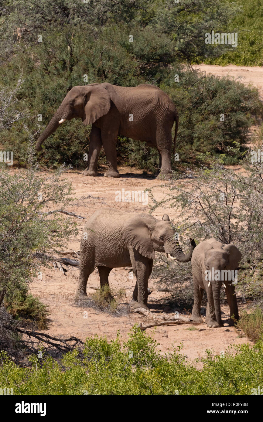 Elephants in namibia hi-res stock photography and images - Alamy