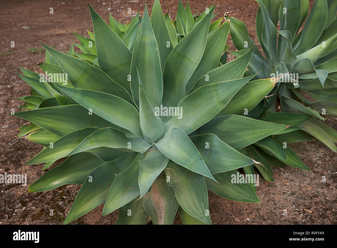 Lions tail agave agave attenuata hi-res stock photography and images ...