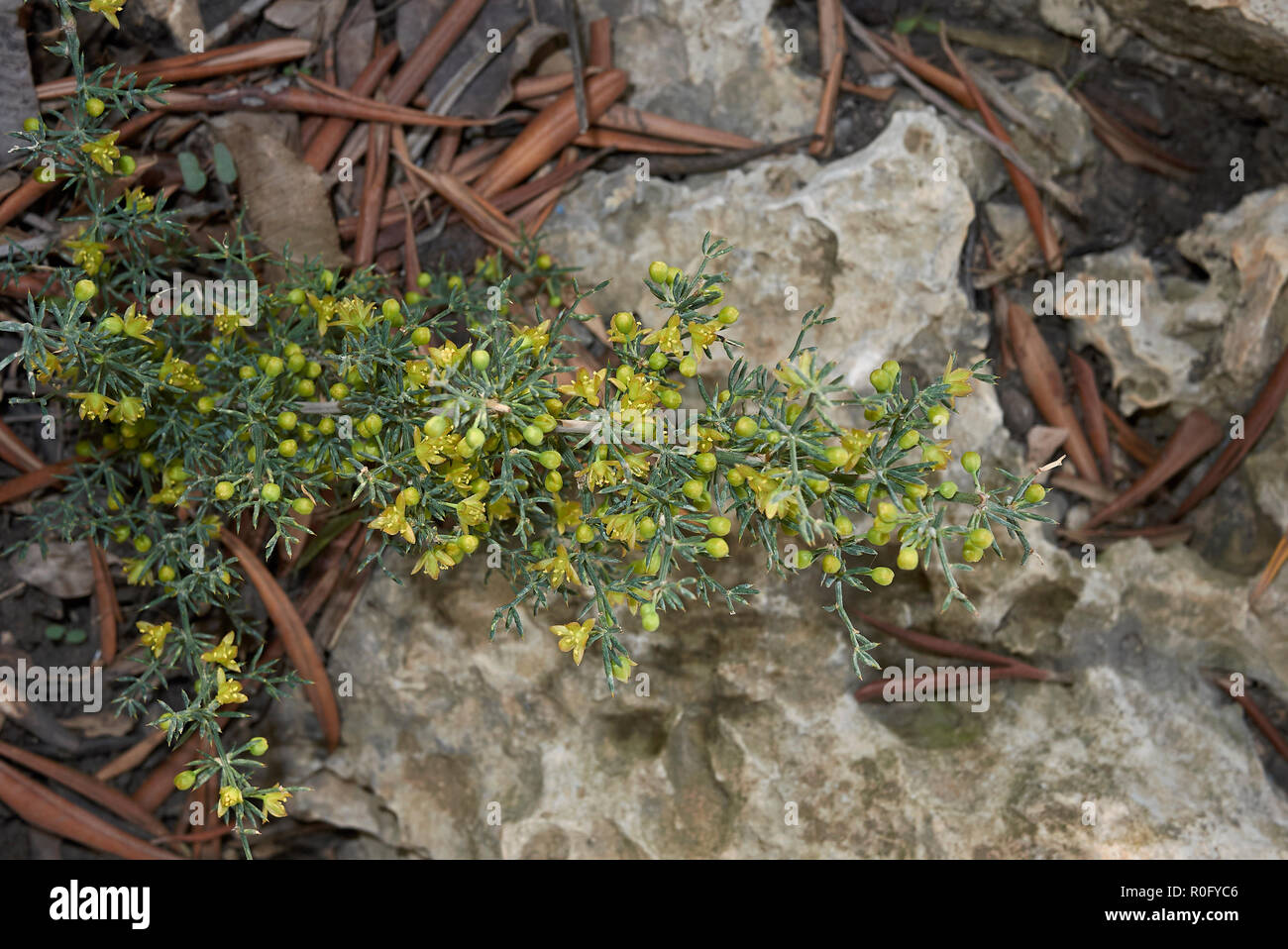 Asparagus acutifolius branch with flowers Stock Photo - Alamy